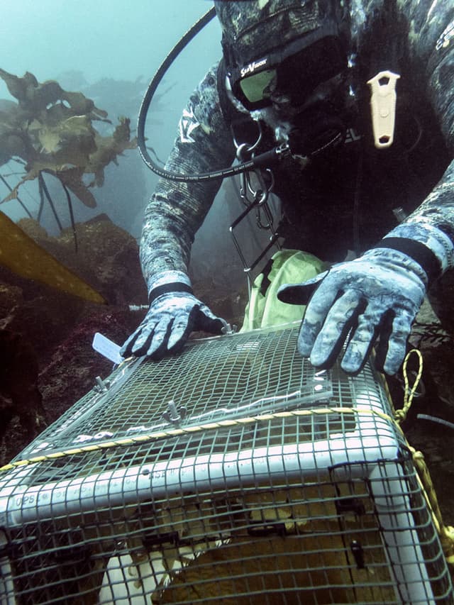 Abalone Restoration Program - The Bay Foundation