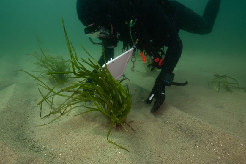 Eelgrass Research And Restoration Program The Bay Foundation