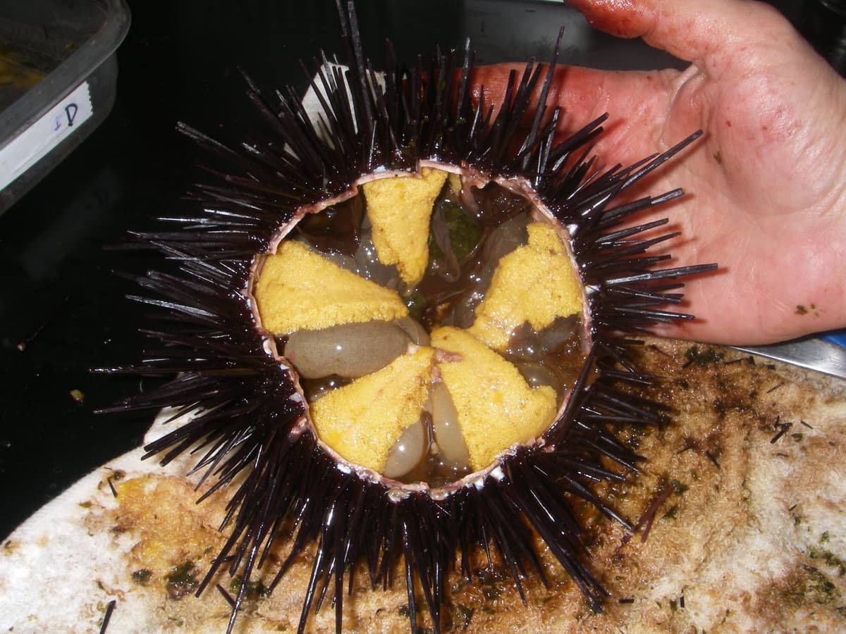 Kelp Forest Restoration Project - The Bay Foundation