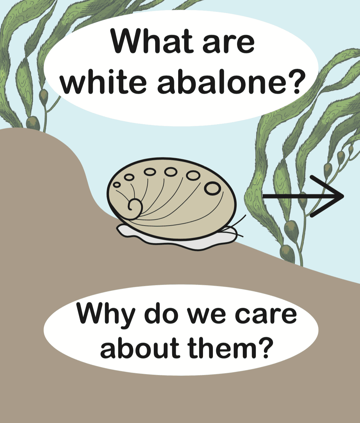 White Abalone Restoration Infographic - The Bay Foundation