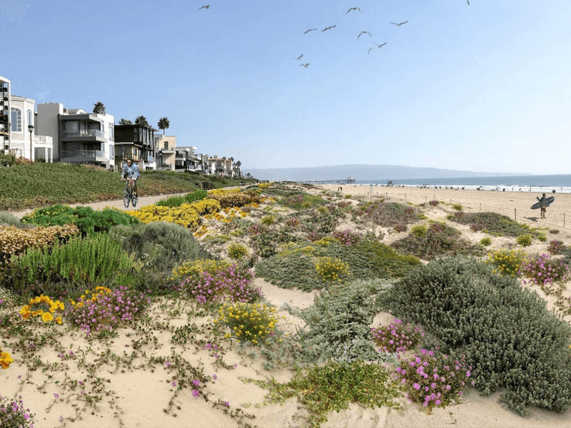 Manhattan Beach Dune Restoration Project To Begin - The Bay Foundation